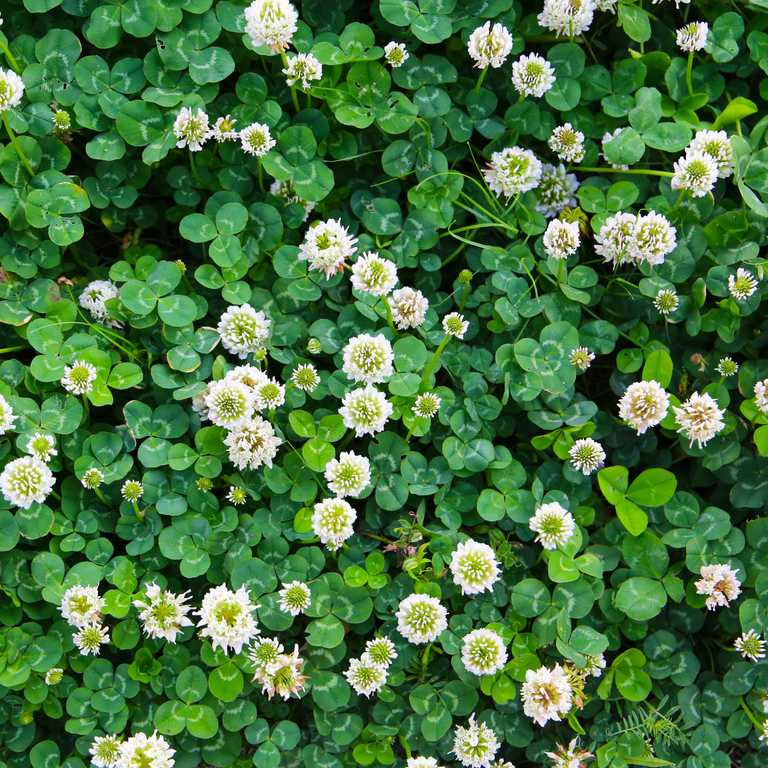 FASSTLIME Liquid Lime – Bloodline Hunt Outdoors